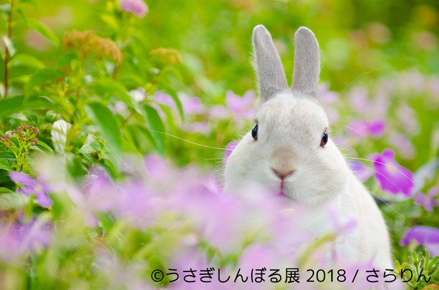 癒し度120％！モフモフうさぎのグッズが名古屋に集結（ウォーカープラス）