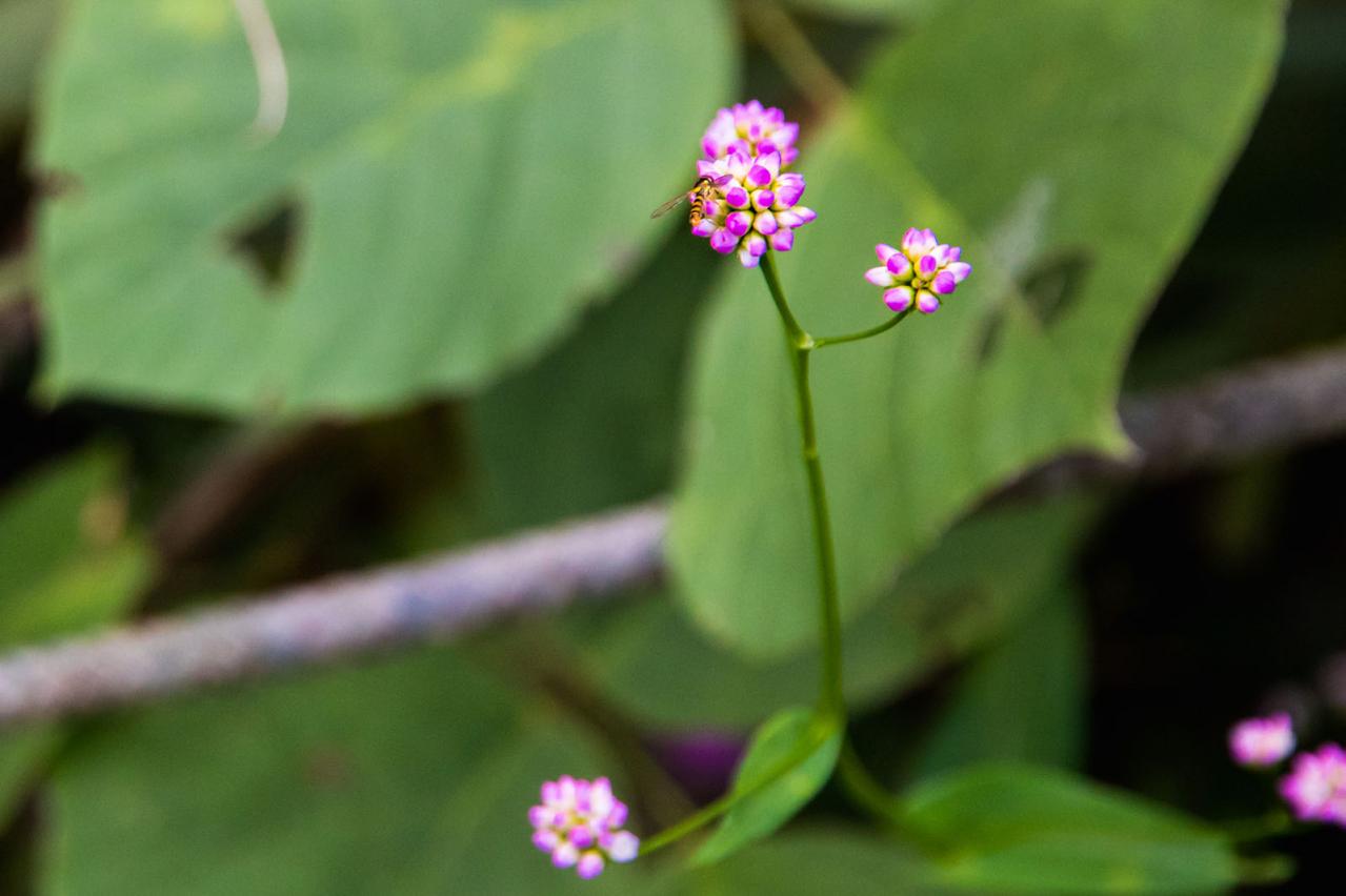 【東京・奥多摩ツーリング／第十三回 あきる野の豊かな自然に癒されて】 村上菜つみのバイクでカフェめぐり（MotorFan[モーターファン]）