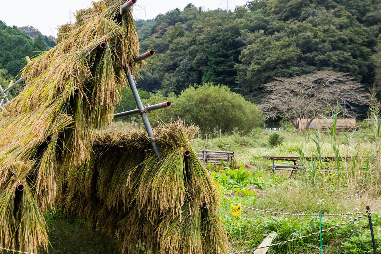 【東京・奥多摩ツーリング／第十三回 あきる野の豊かな自然に癒されて】 村上菜つみのバイクでカフェめぐり（MotorFan[モーターファン]）