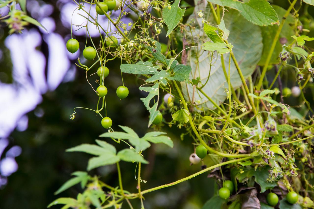 【東京・奥多摩ツーリング／第十三回 あきる野の豊かな自然に癒されて】 村上菜つみのバイクでカフェめぐり（MotorFan[モーターファン]）