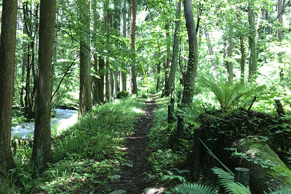 トレラン・レースリポート（RUNNET）